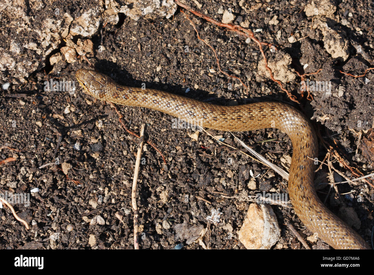 Coronella austriaca Smooth Snake Stock Photo - Alamy