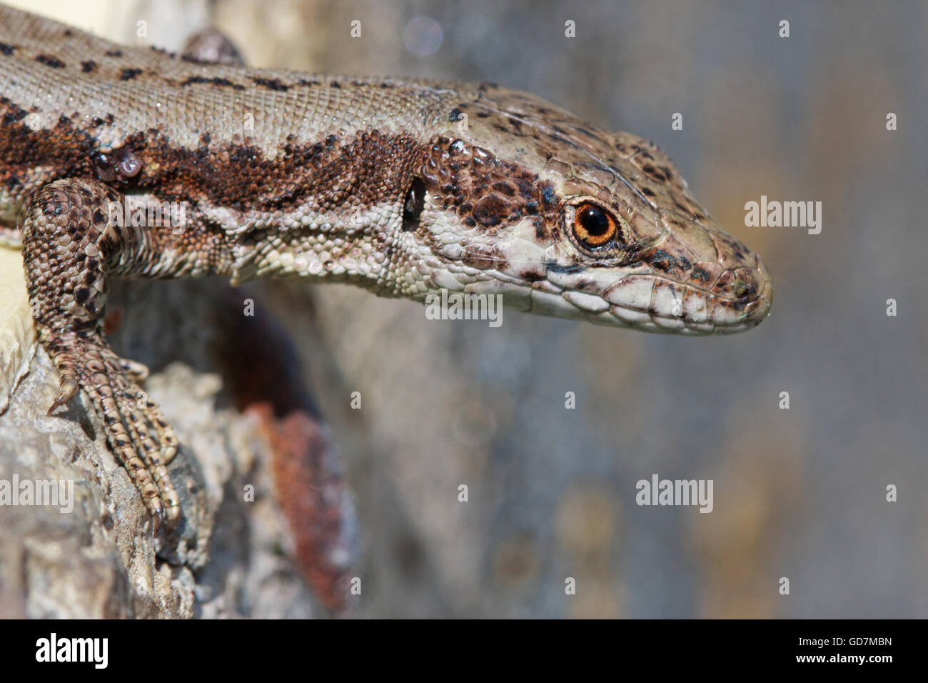 Podarcis muralis, Common Wall Lizard Stock Photo - Alamy