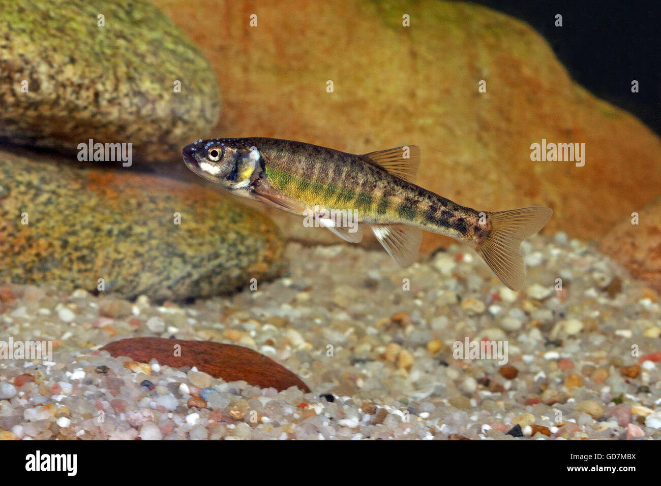 Freshwater Minnow High Resolution Stock Photography and Images - Alamy