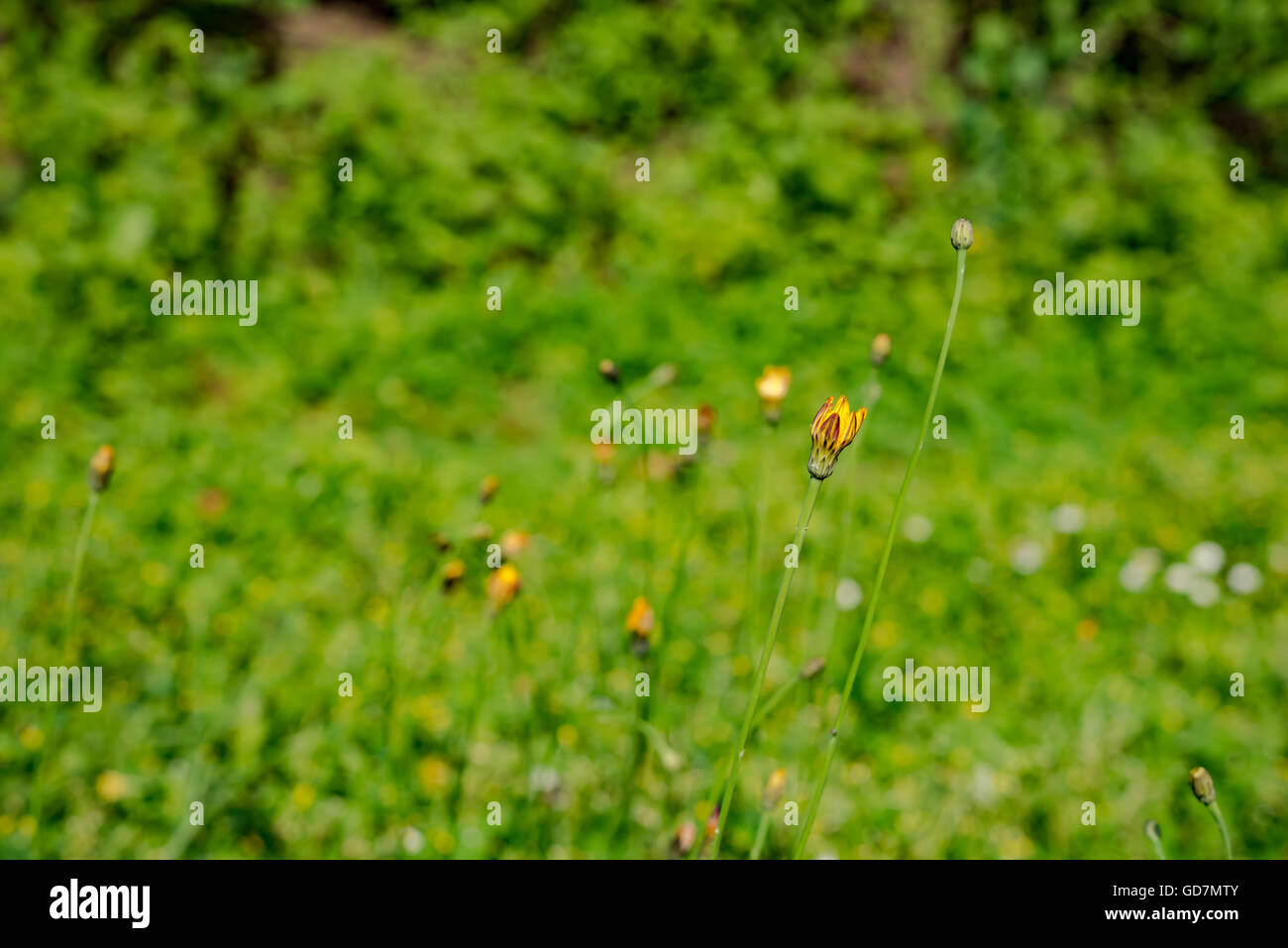 Close up on fresh green grass texture background Stock Photo - Alamy