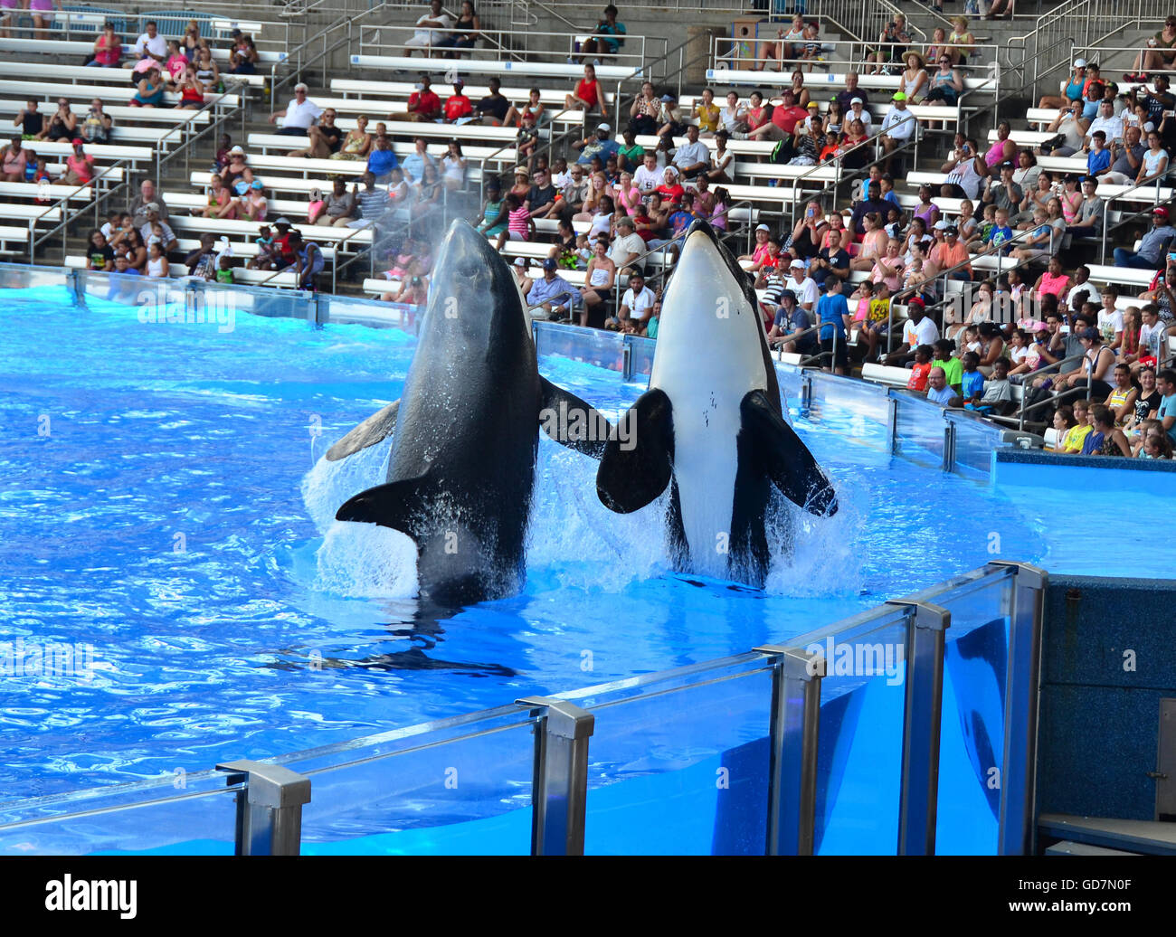 Killer Whale show in the Shamu Stadium at Seaworld Orlando Florida ...
