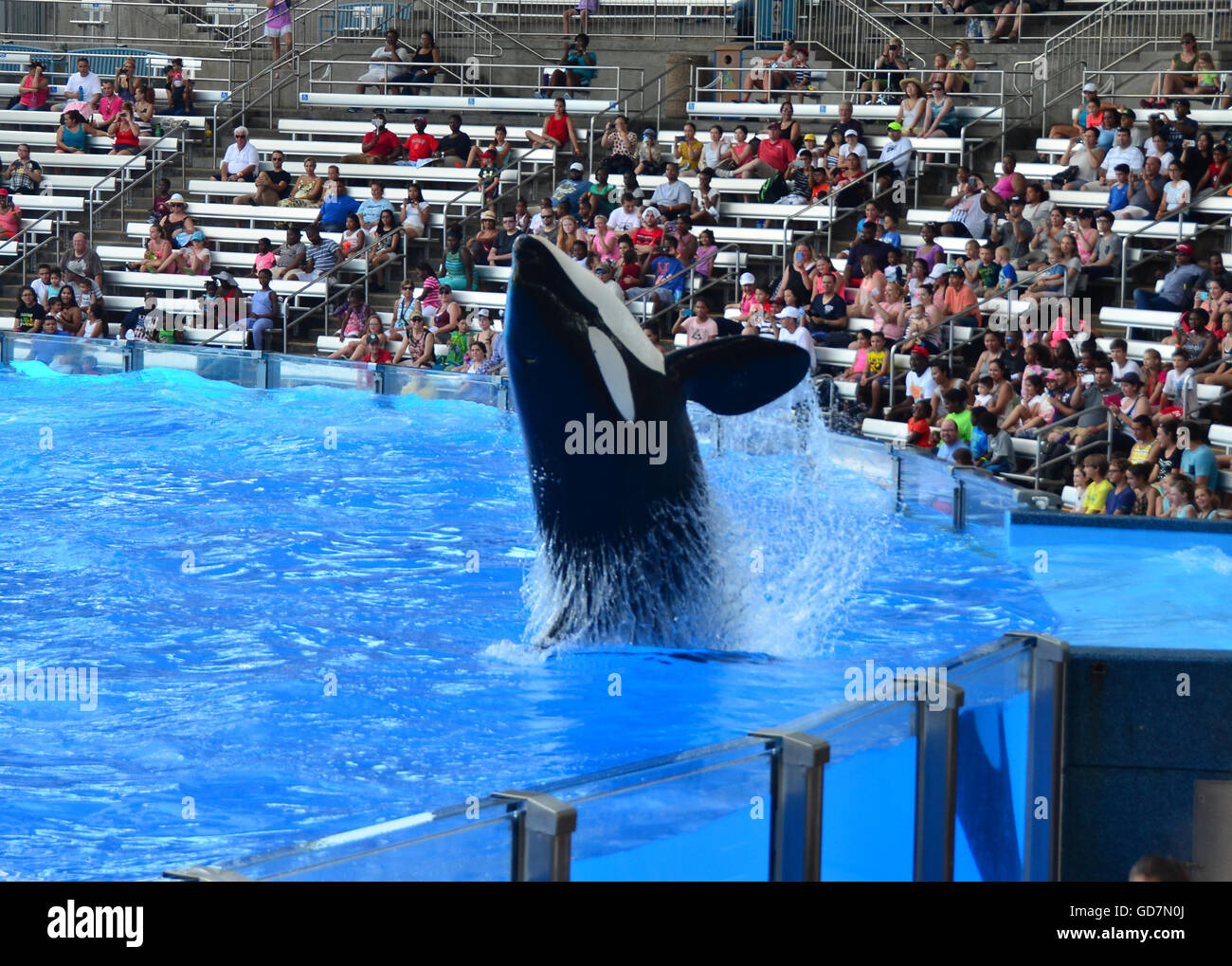 Killer Whale show in the Shamu Stadium at Seaworld Orlando Florida ...