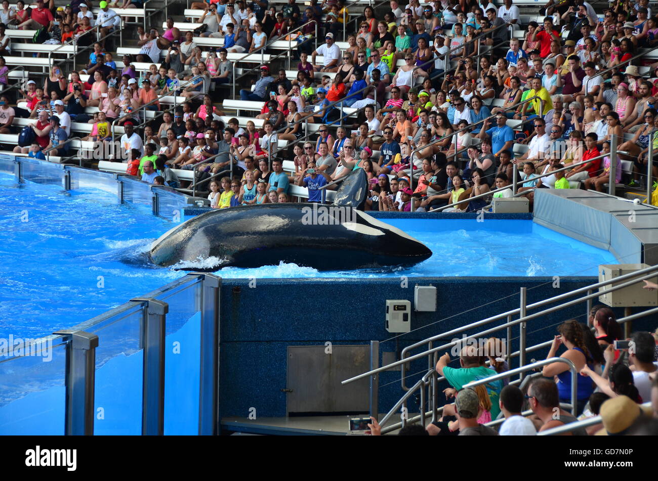 Killer Whale show in the Shamu Stadium at Seaworld Orlando Florida ...