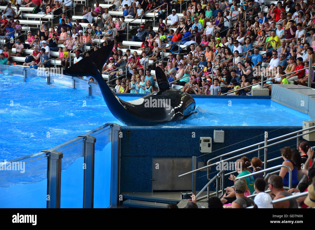 Killer Whale show in the Shamu Stadium at Seaworld Orlando Florida ...