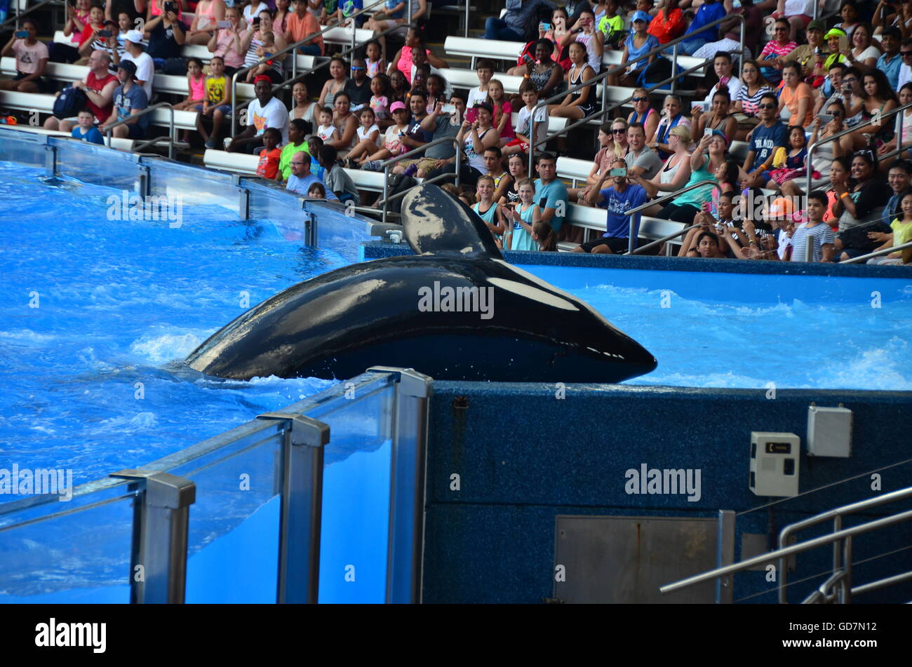 Killer Whale show in the Shamu Stadium at Seaworld Orlando Florida ...
