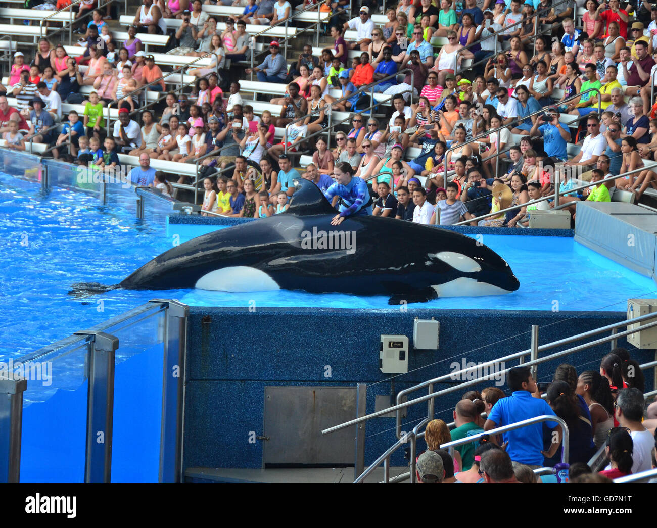 Killer Whale show in the Shamu Stadium at Seaworld Orlando Florida ...
