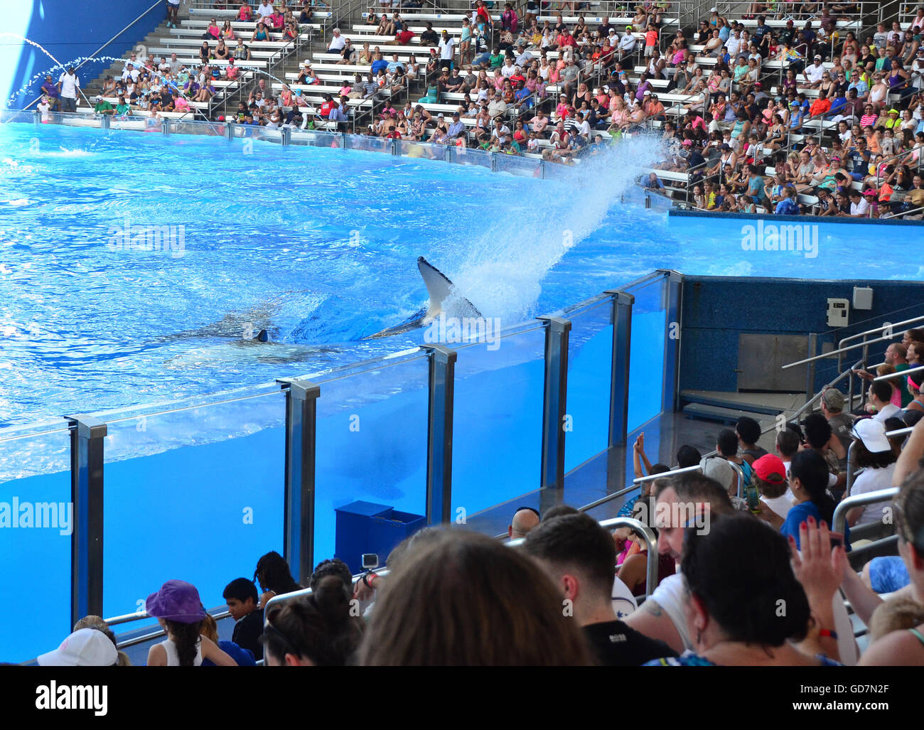 Killer Whale show in the Shamu Stadium at Seaworld Orlando Florida ...