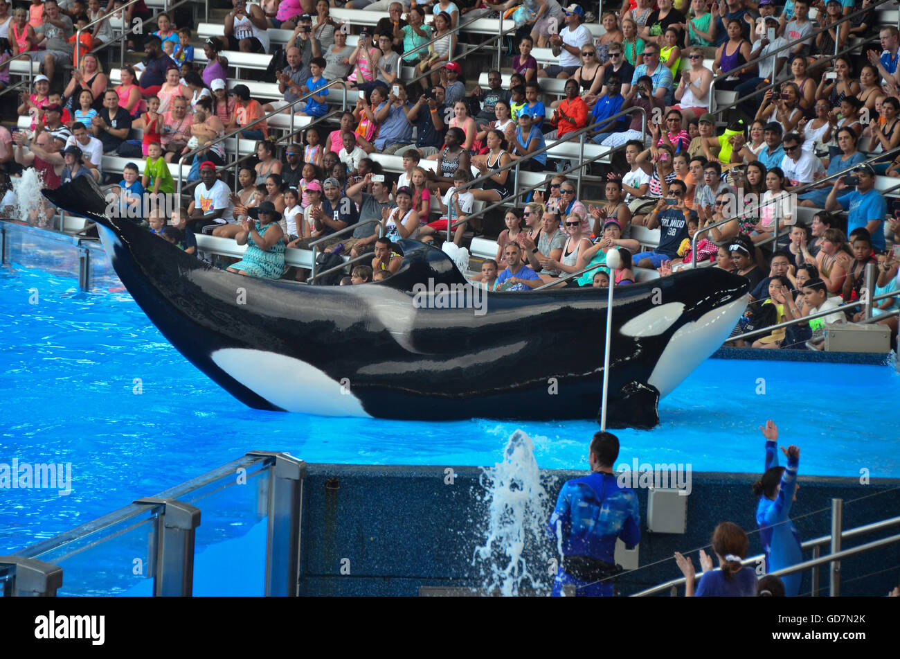 Killer Whale show in the Shamu Stadium at Seaworld Orlando Florida ...