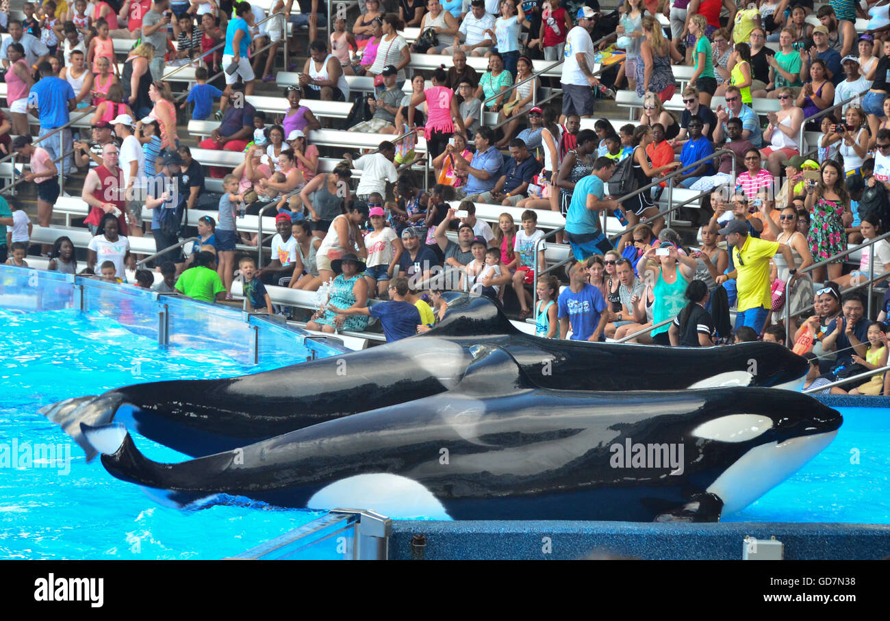 Killer Whale show in the Shamu Stadium at Seaworld Orlando Florida ...