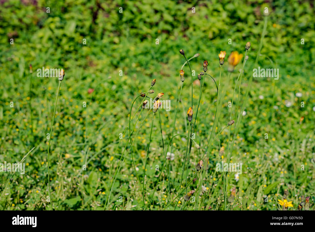 Close up on fresh green grass texture background Stock Photo - Alamy