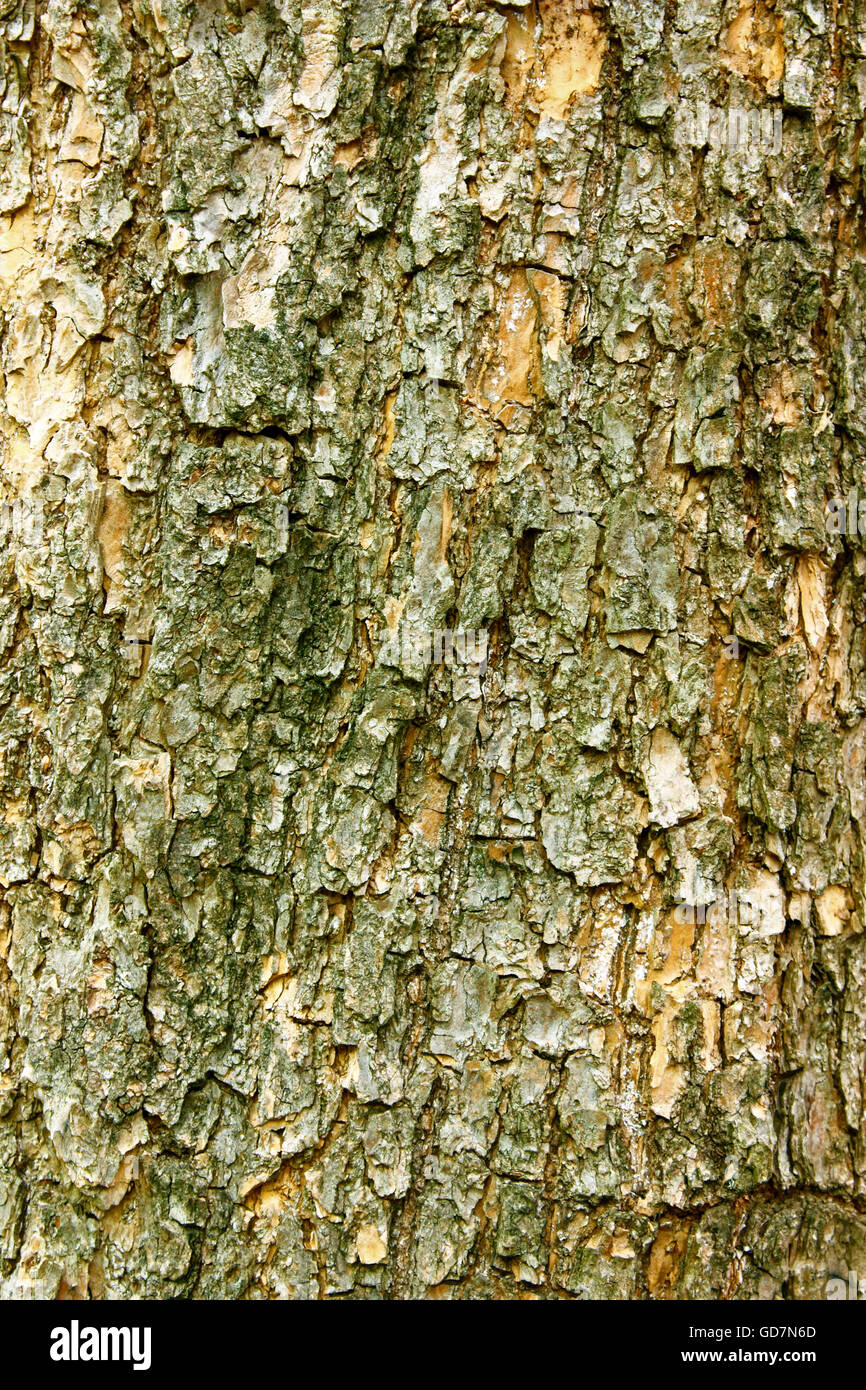 Close view of a bark of an old tree Stock Photo - Alamy