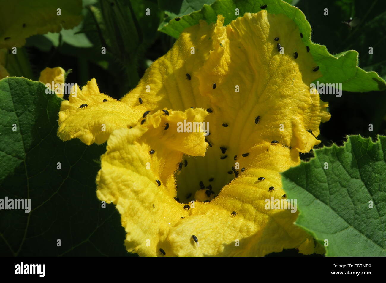 Insects on pumpkin plants Stock Photo - Alamy