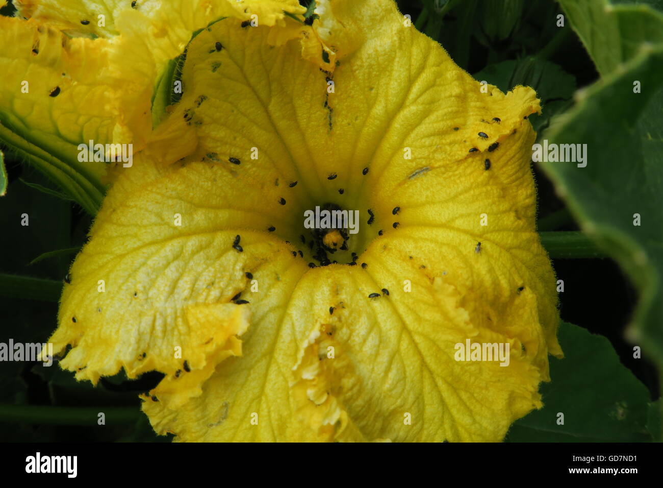 Insects on pumpkin plants Stock Photo - Alamy