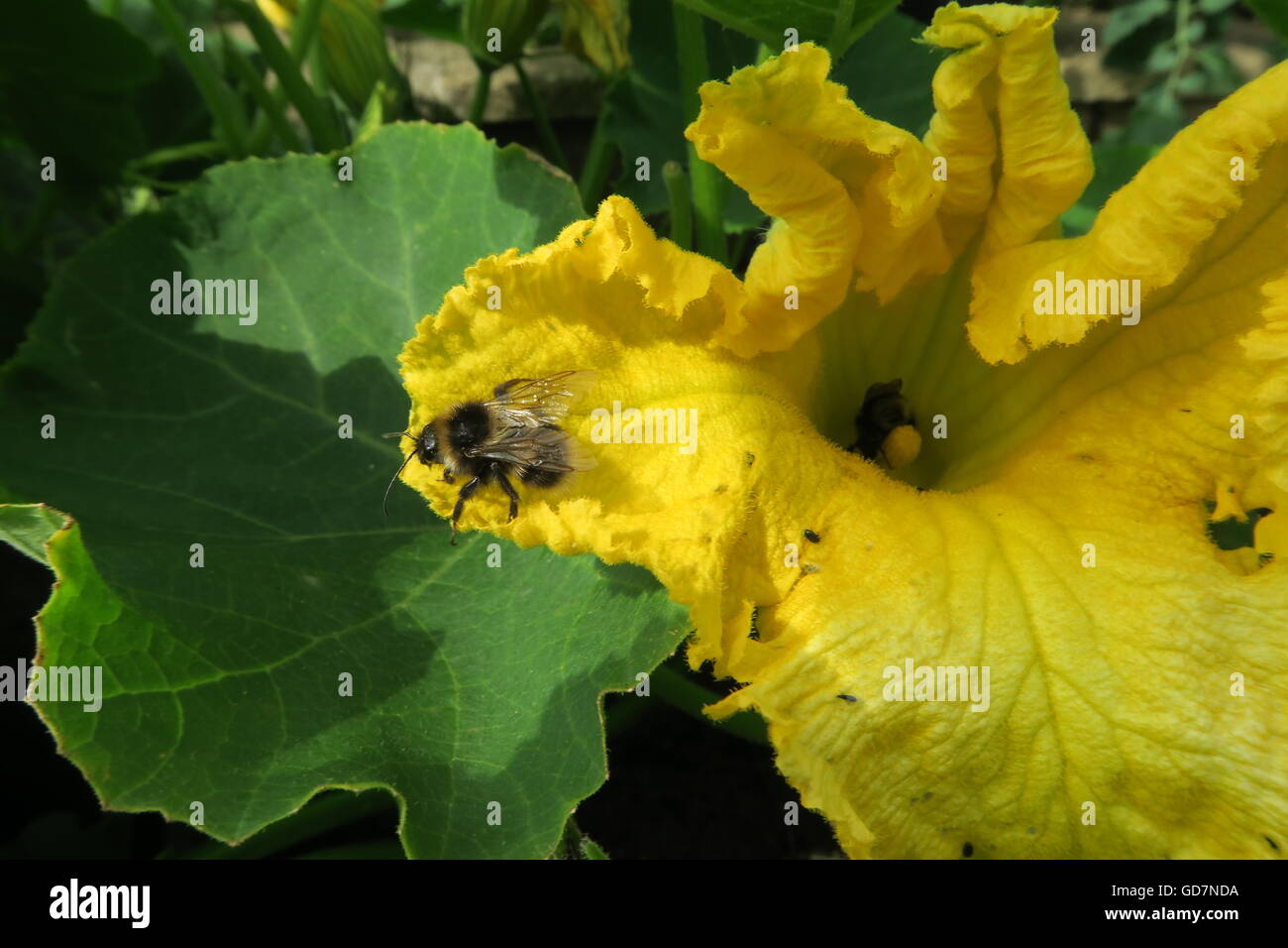 Pumpkin beetles hi-res stock photography and images - Alamy