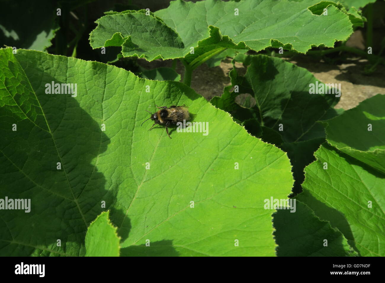 Pumpkin beetles hi-res stock photography and images - Alamy