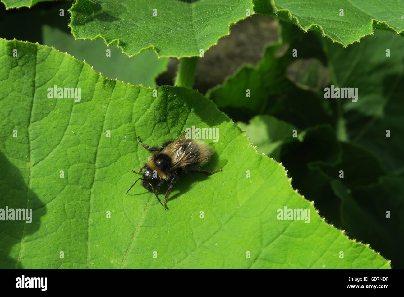 Allotment insect pollination hi-res stock photography and images - Alamy