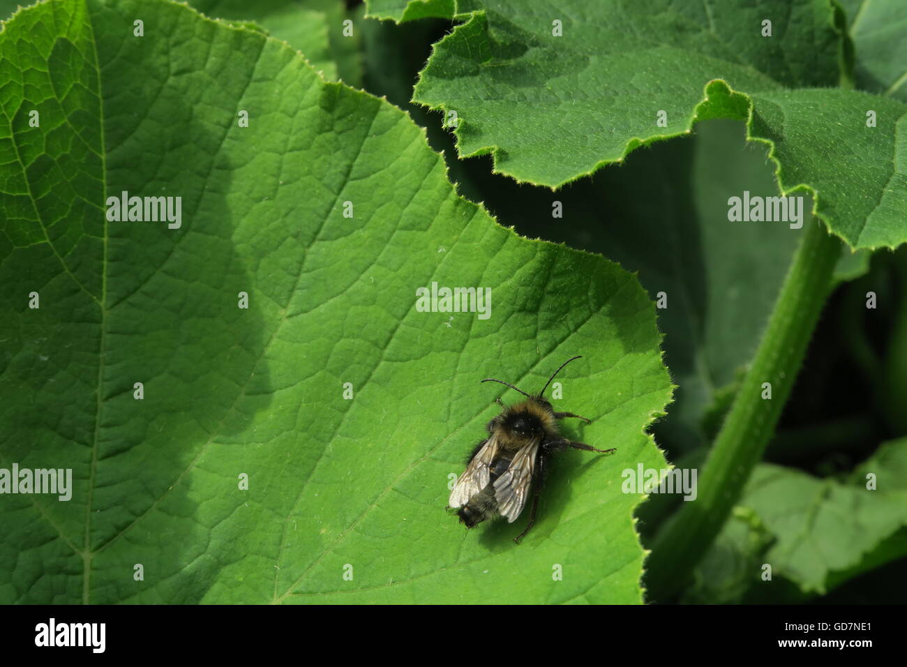 Insects on pumpkin plants Stock Photo - Alamy