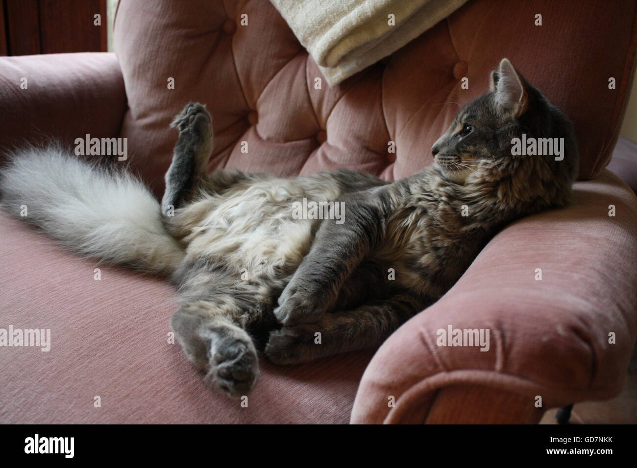 Extra Comfy Cat Stock Photo - Alamy