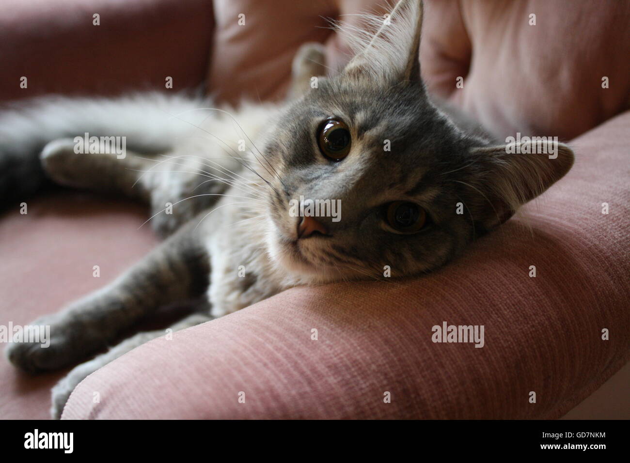 Lounging Cat High Resolution Stock Photography and Images - Alamy