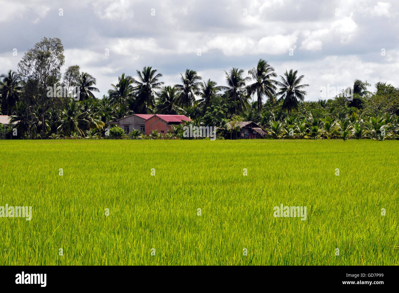 Rice field, Mekong Delta, Vietnam Stock Photo - Alamy