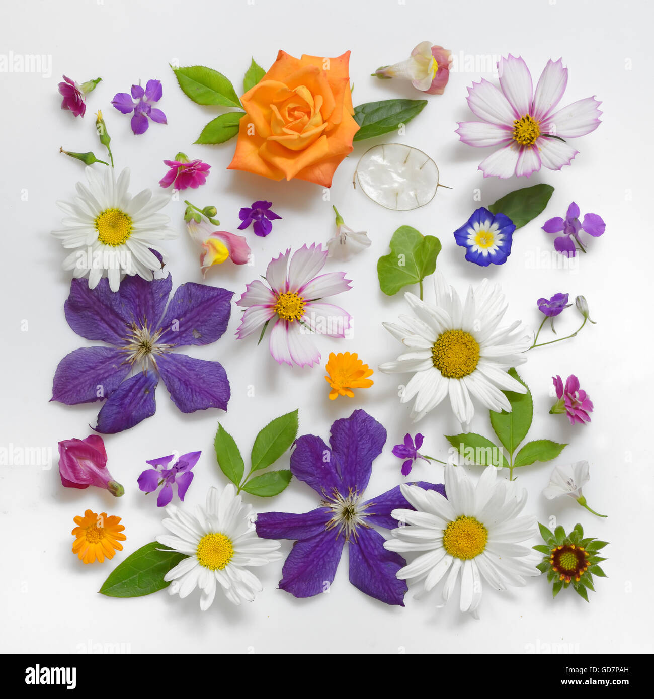 Selection of Various Flowers Isolated on White Background Stock Photo ...