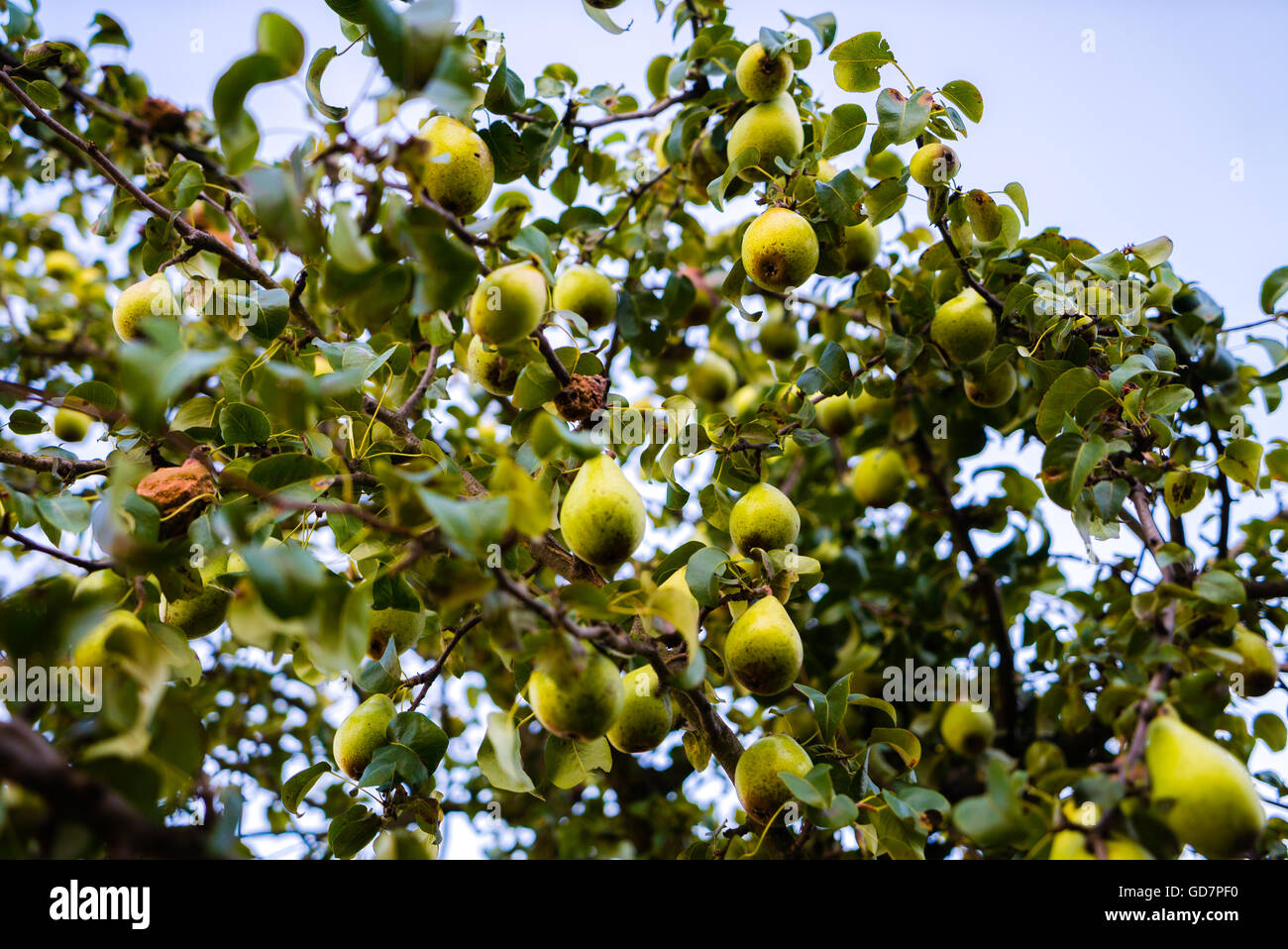 Pears leaves hi-res stock photography and images - Alamy