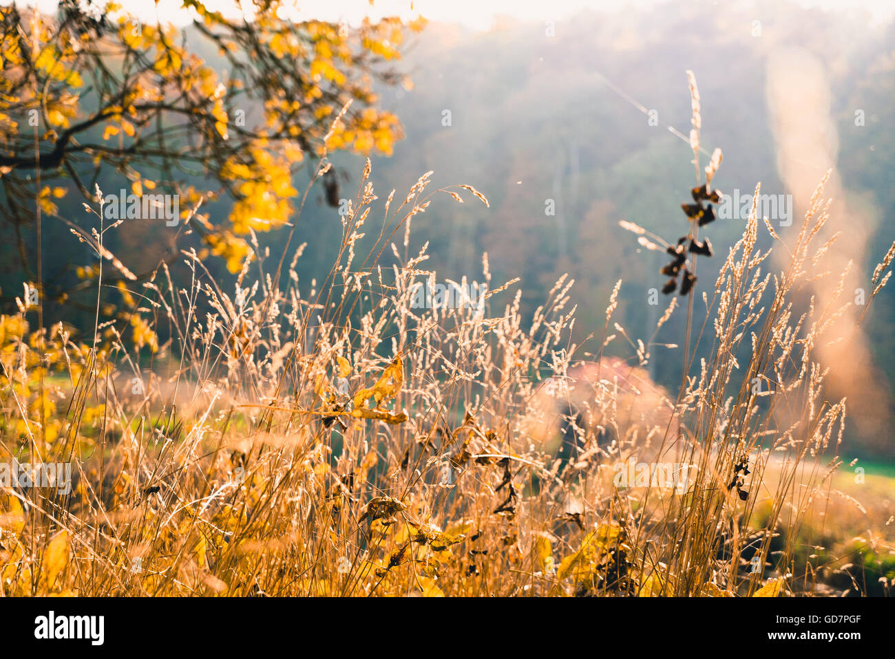 beautiful autumn field Stock Photo - Alamy