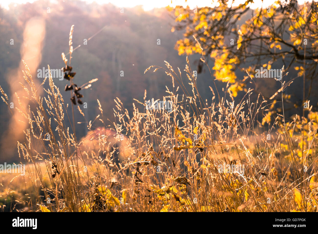 Autumn evening meadow Stock Photo - Alamy