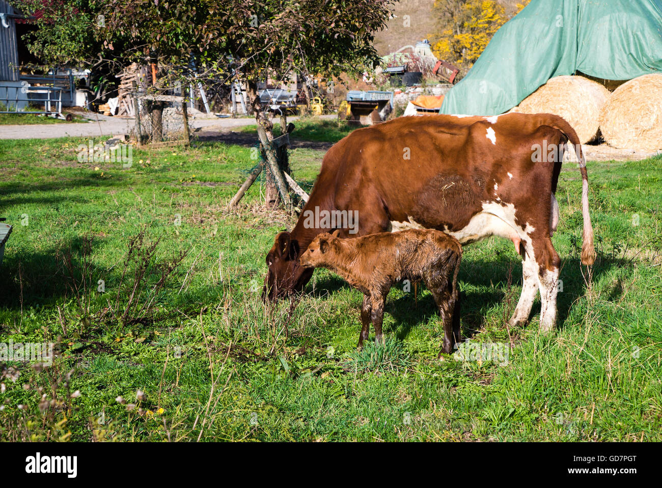 Moo cow hi-res stock photography and images - Alamy