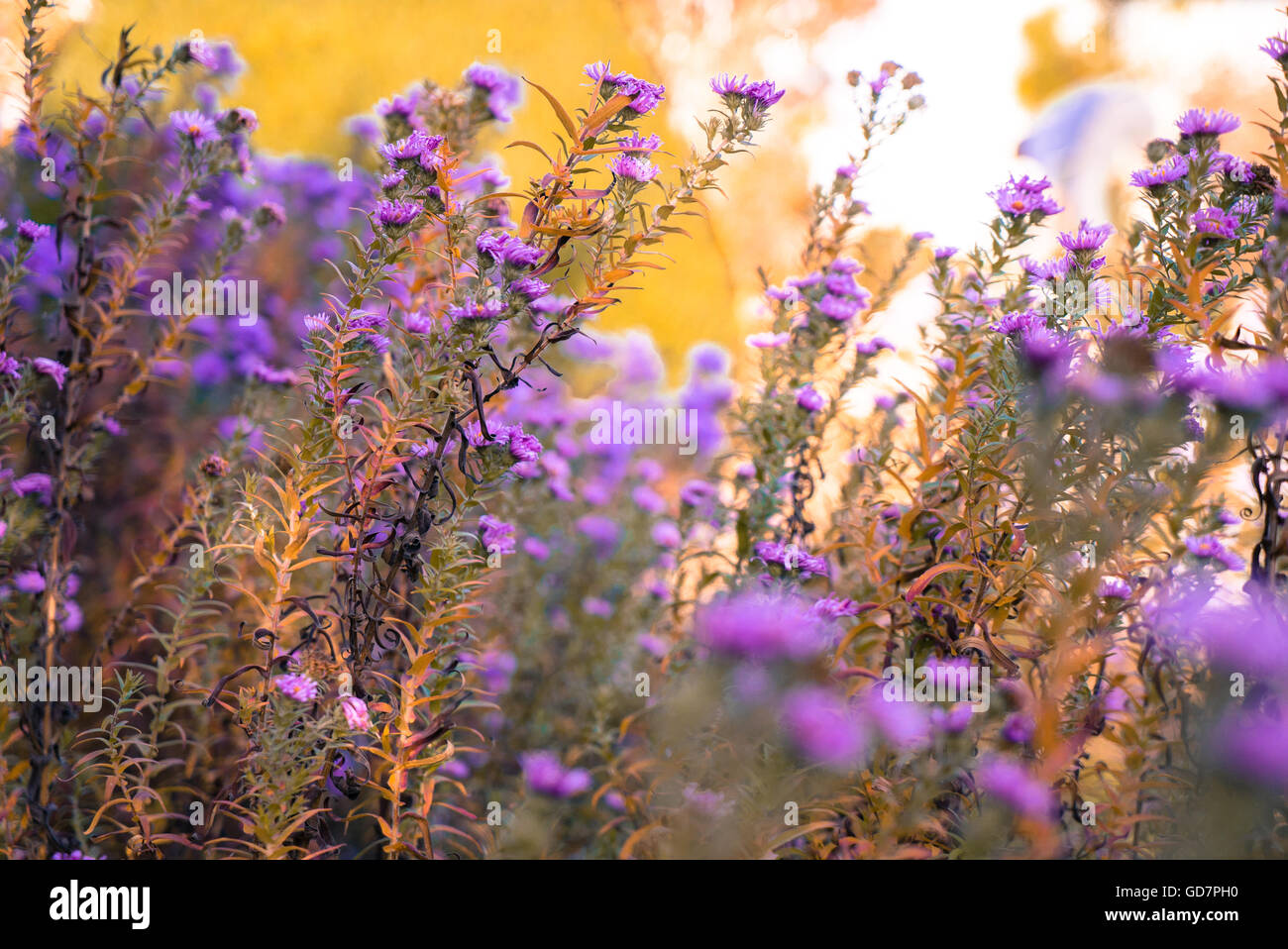 Warm spring flowers hi-res stock photography and images - Alamy