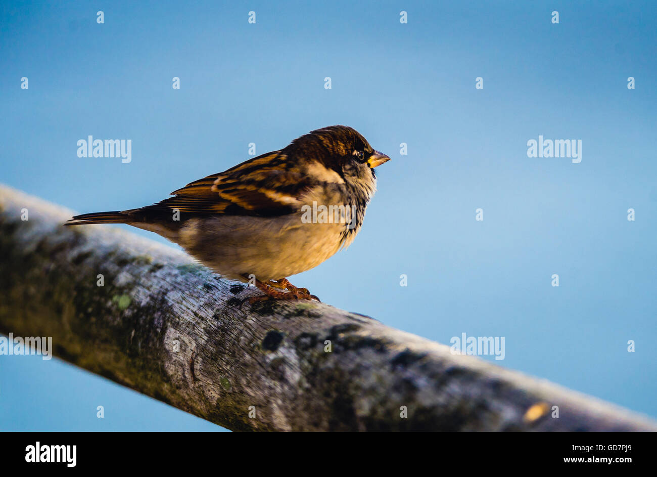 Portrait of sparrow sitting close-up Stock Photo - Alamy