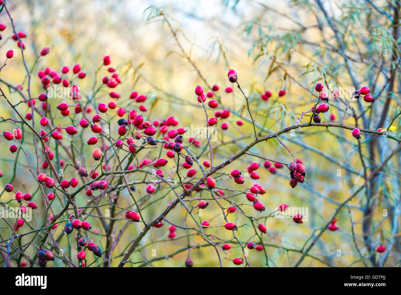 Fruit of briar hi-res stock photography and images - Alamy