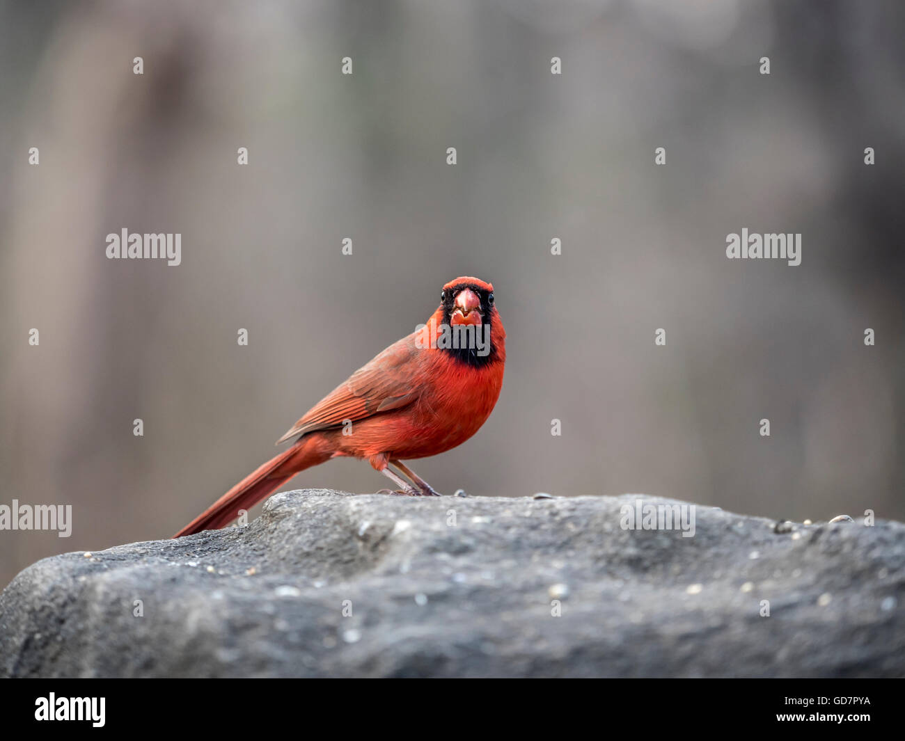 Orthern cardinal hi-res stock photography and images - Alamy