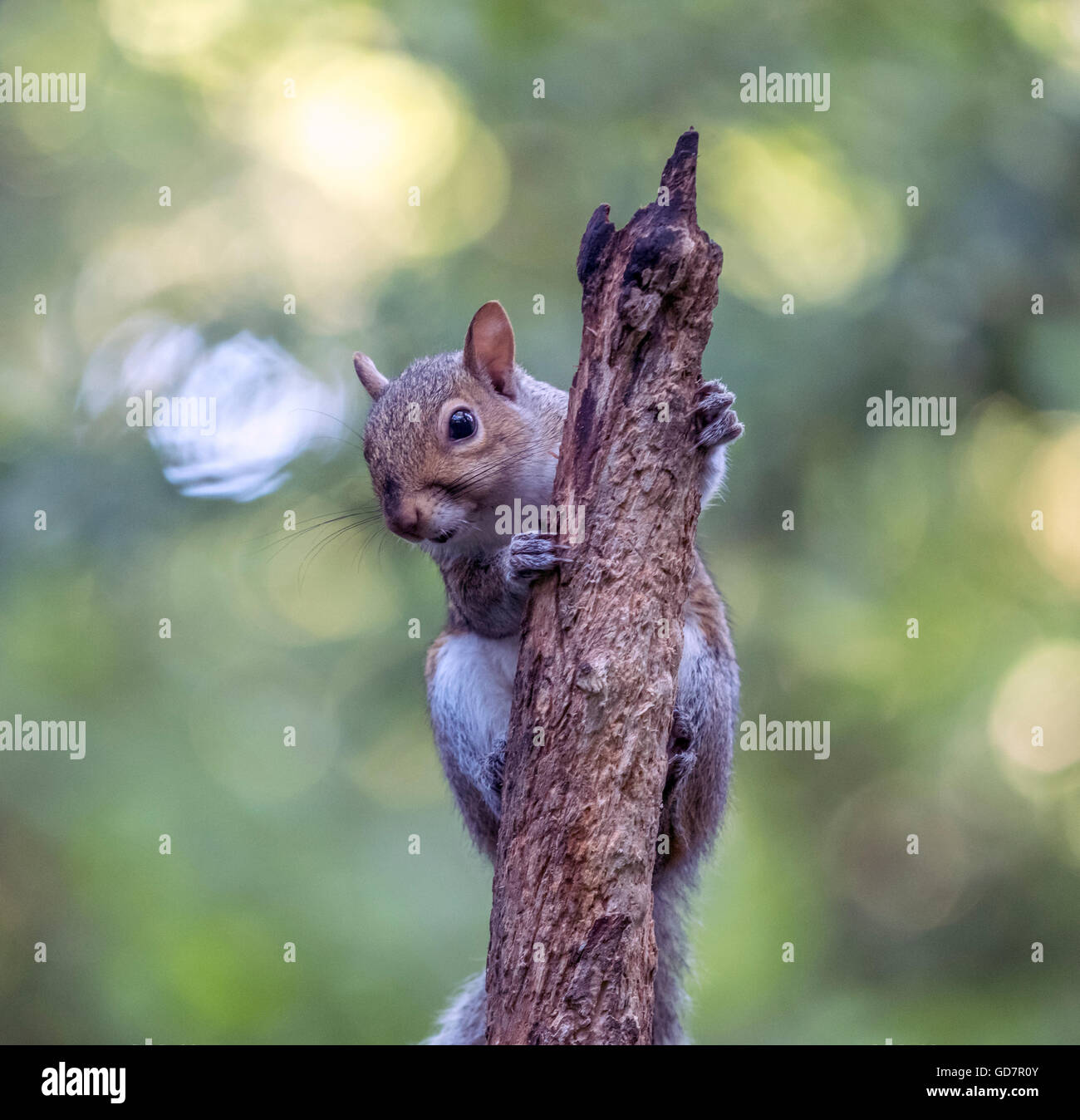Sciurus carolinensis, common name eastern gray squirrel or grey ...