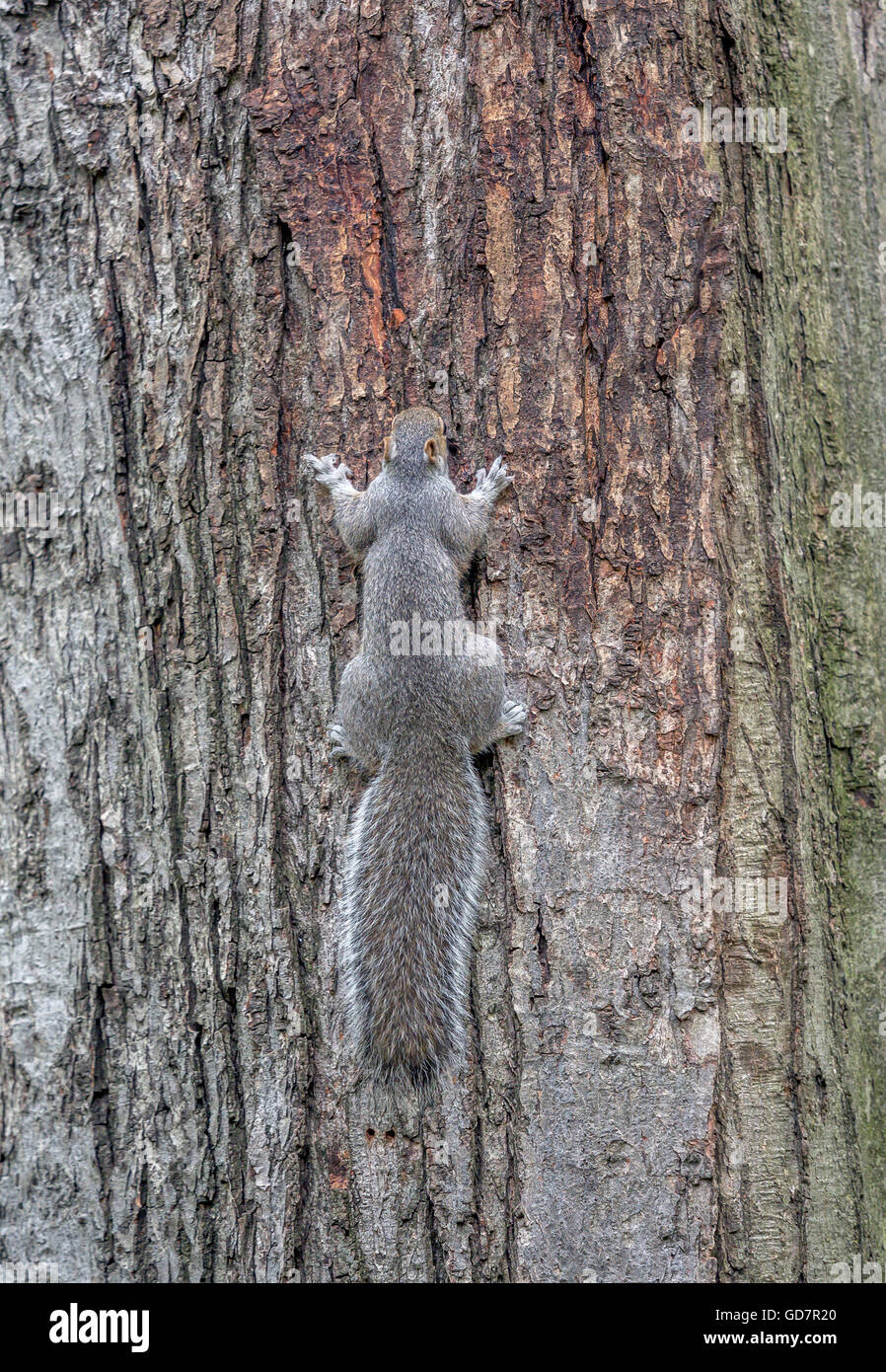 Sciurus carolinensis, common name eastern gray squirrel or grey ...