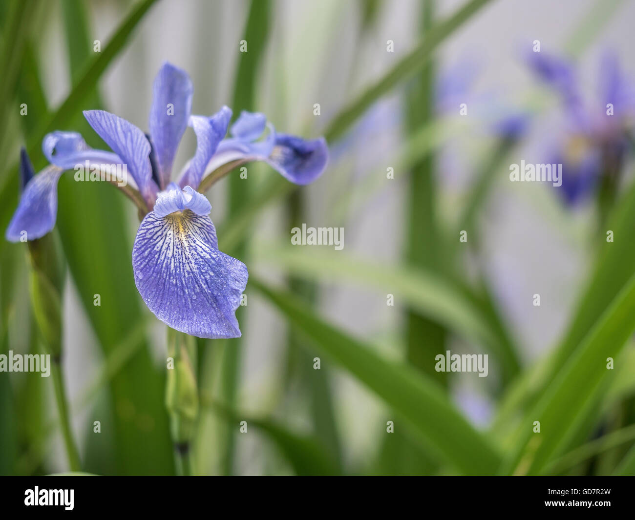 Blue Iris flower with water drop in close up Stock Photo - Alamy