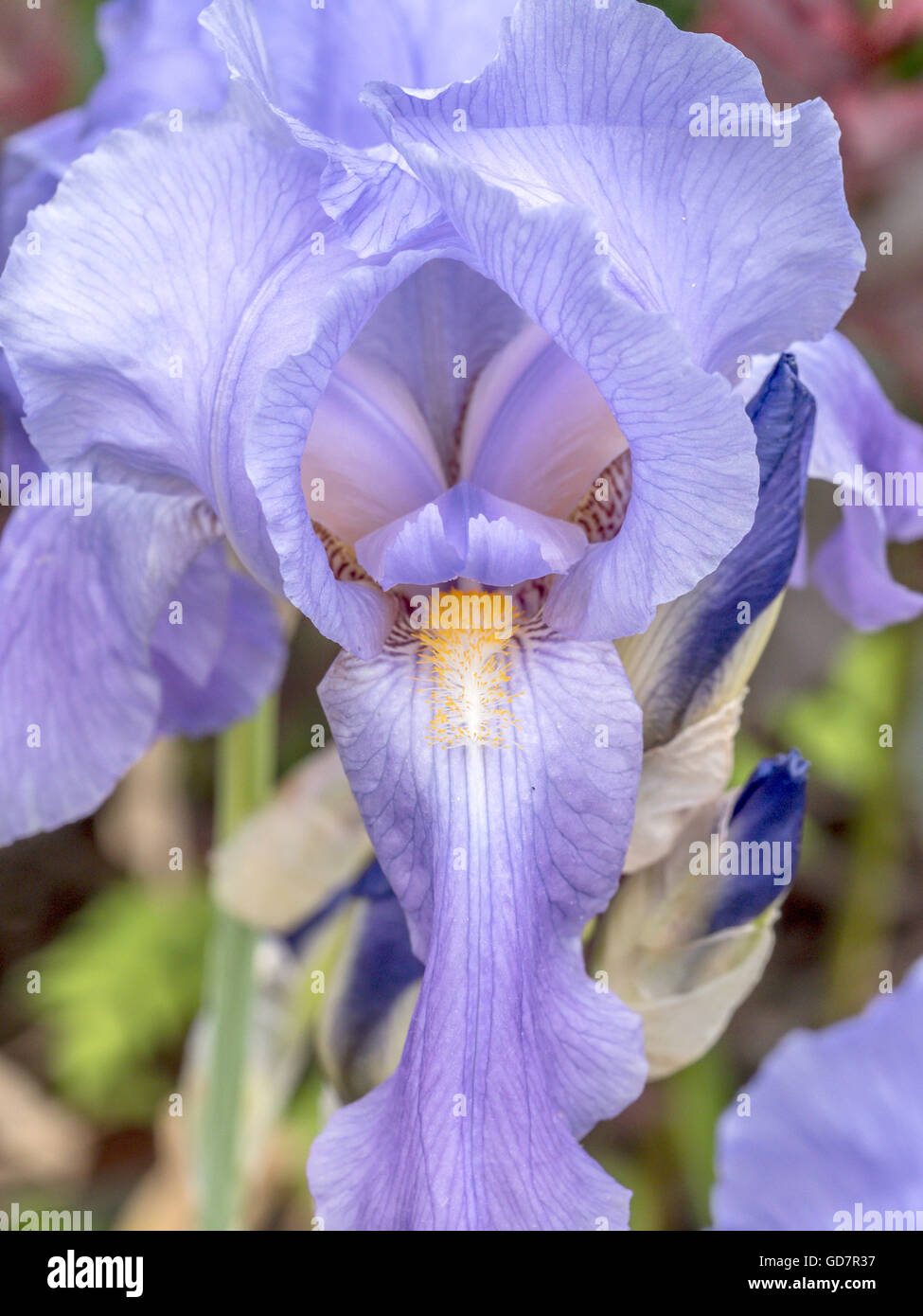 Breaded iris hi-res stock photography and images - Alamy