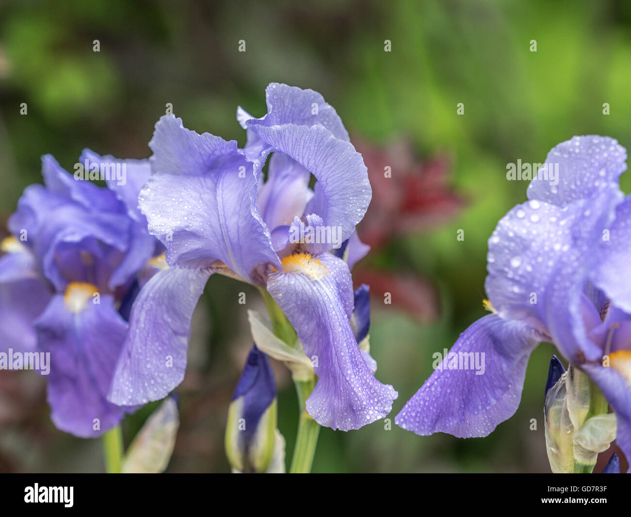 Blue Iris flower with water drop in close up Stock Photo - Alamy