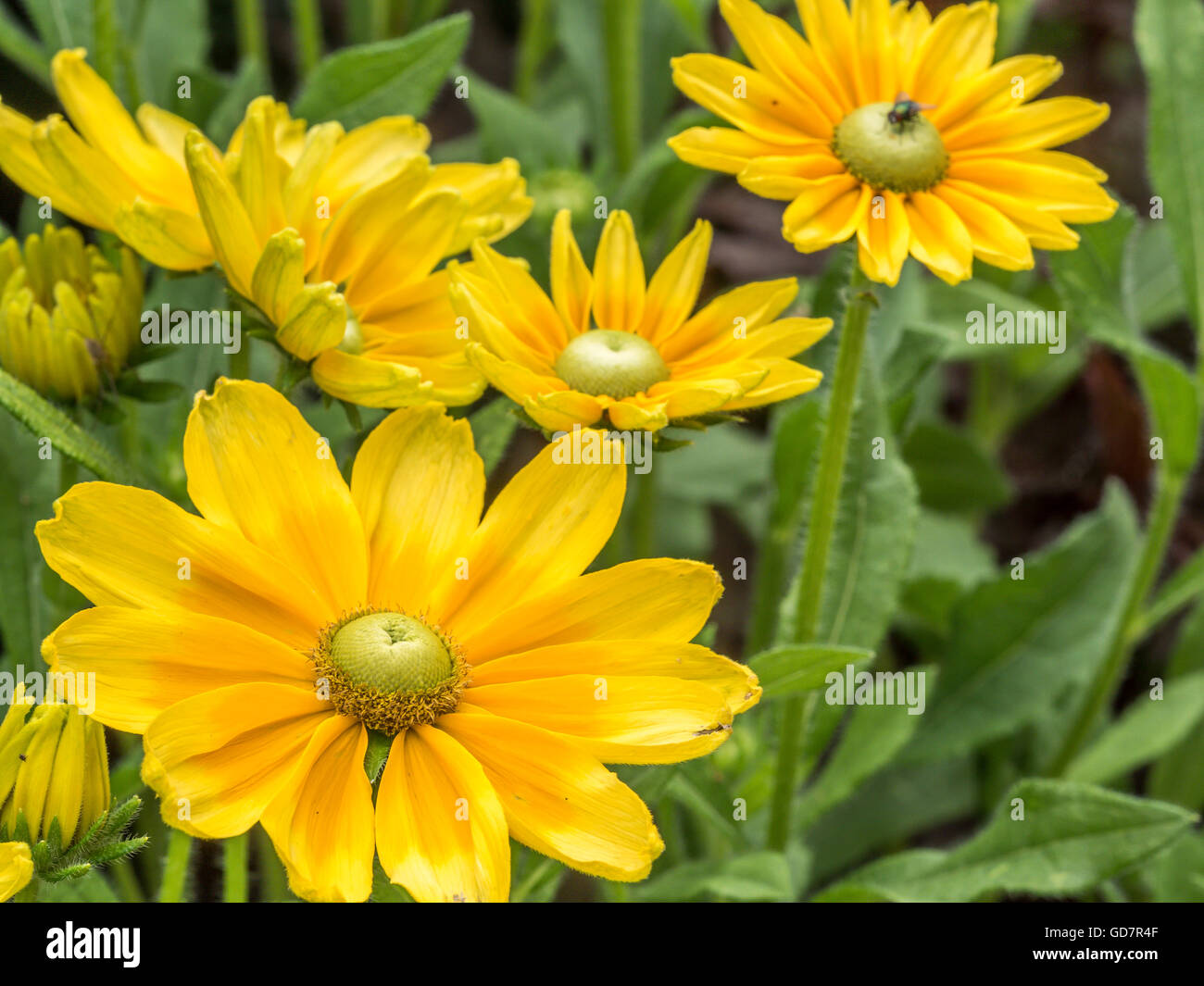 Large yelllow flower hi-res stock photography and images - Alamy