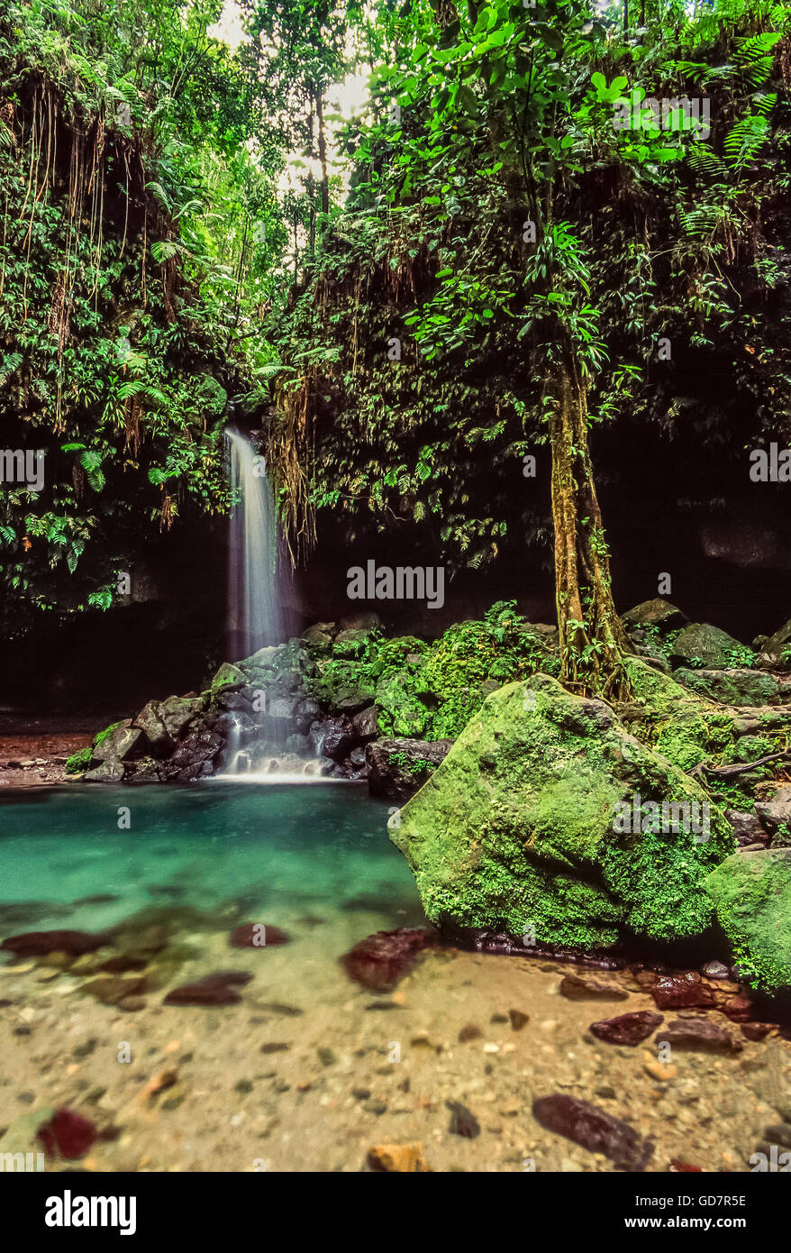 Emerald pool on the island of Dominica with waterfall Stock Photo - Alamy
