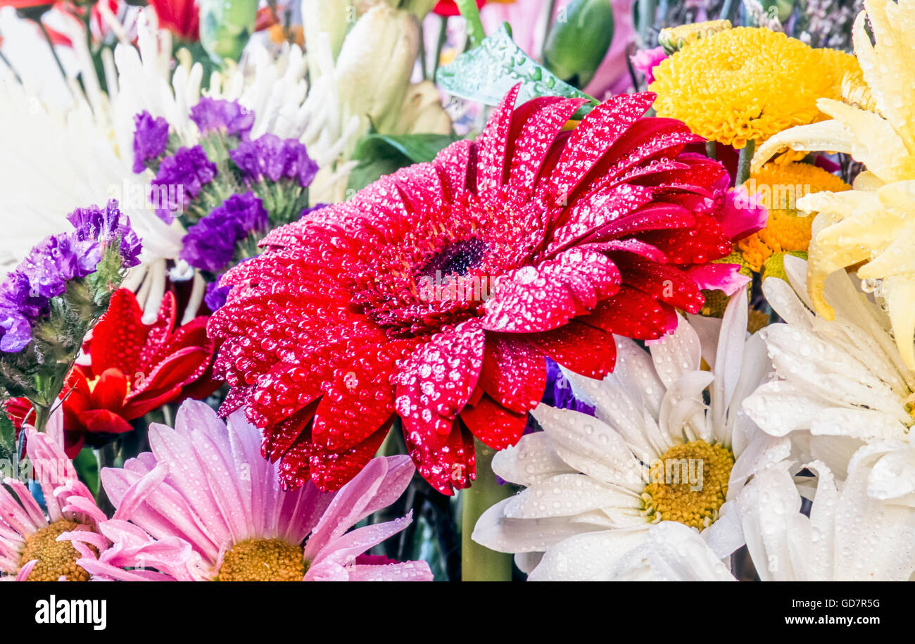 Barberton daisy, Gerbera jamesonii is a member of the Gerbera genus. It ...