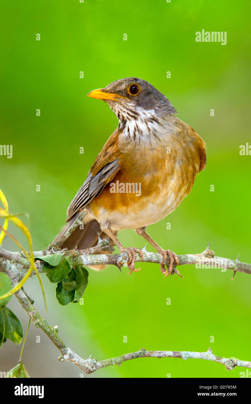 Rufous-backed Robin Turdus rufopalliatus El Tuito, Jalisco, Mexico 12 ...