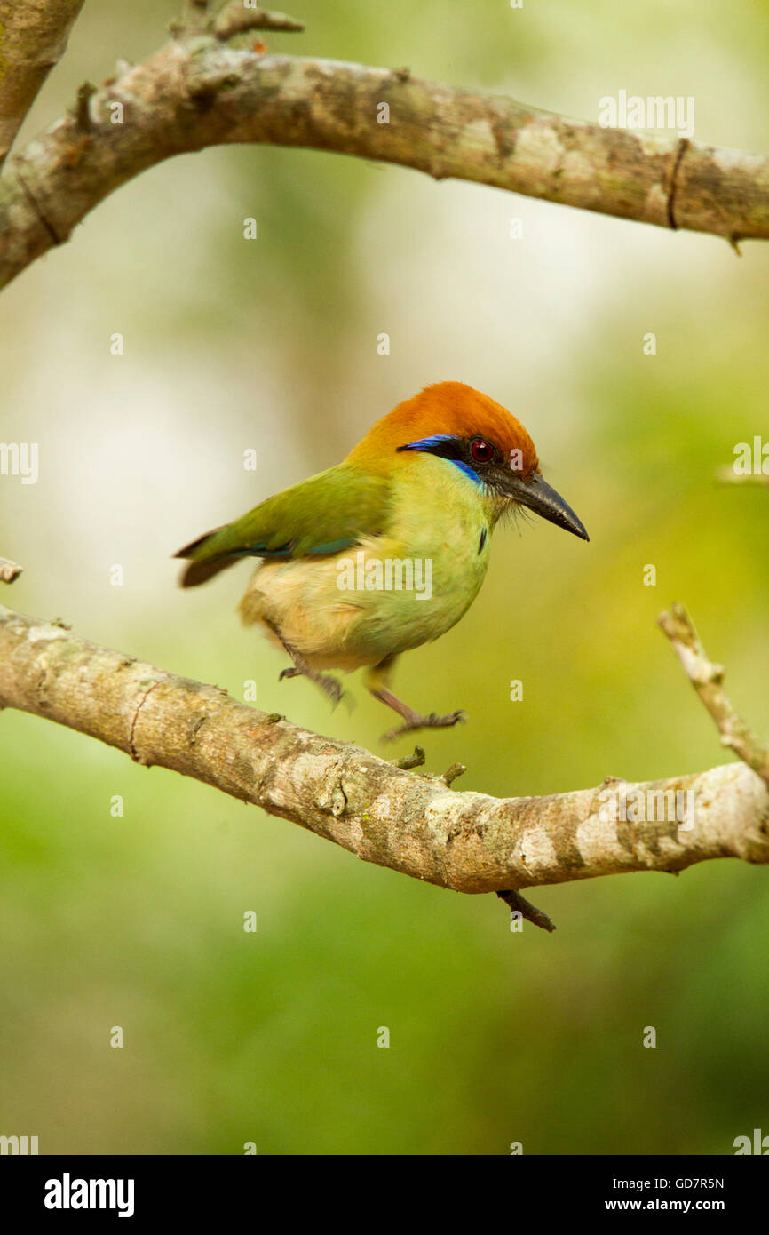 Russet-crowned Motmot Momotus mexicanus El Tuito, Jalisco, Mexico 9 ...