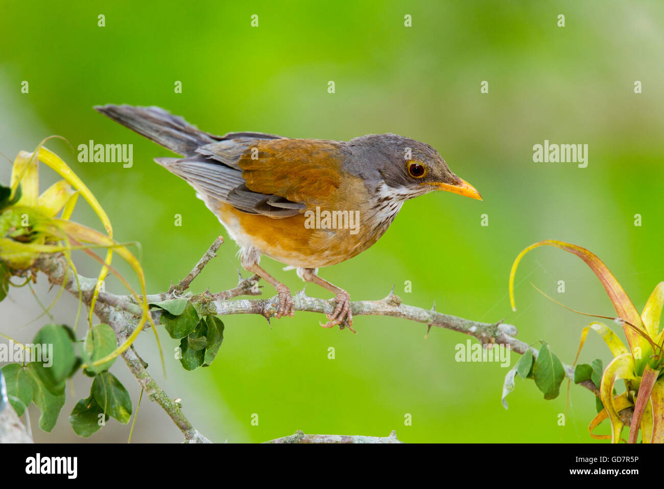 Rufous-backed Robin Turdus rufopalliatus El Tuito, Jalisco, Mexico 12 ...