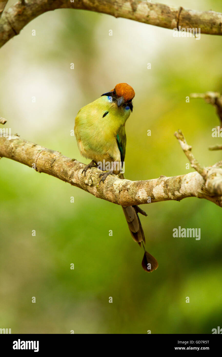 Russet-crowned Motmot Momotus mexicanus El Tuito, Jalisco, Mexico 9 ...