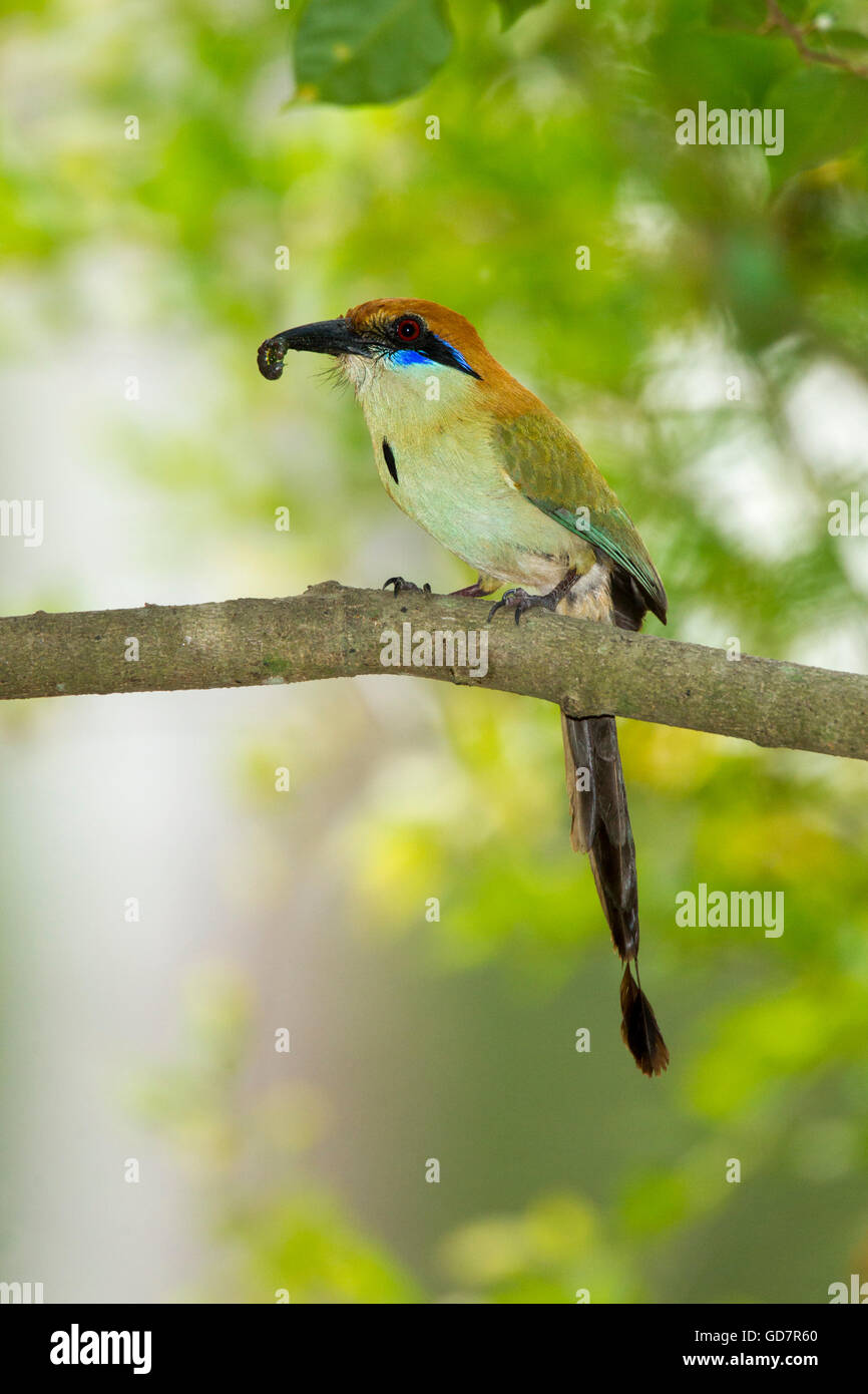Russet-crowned Motmot Momotus mexicanus El Tuito, Jalisco, Mexico 12 ...