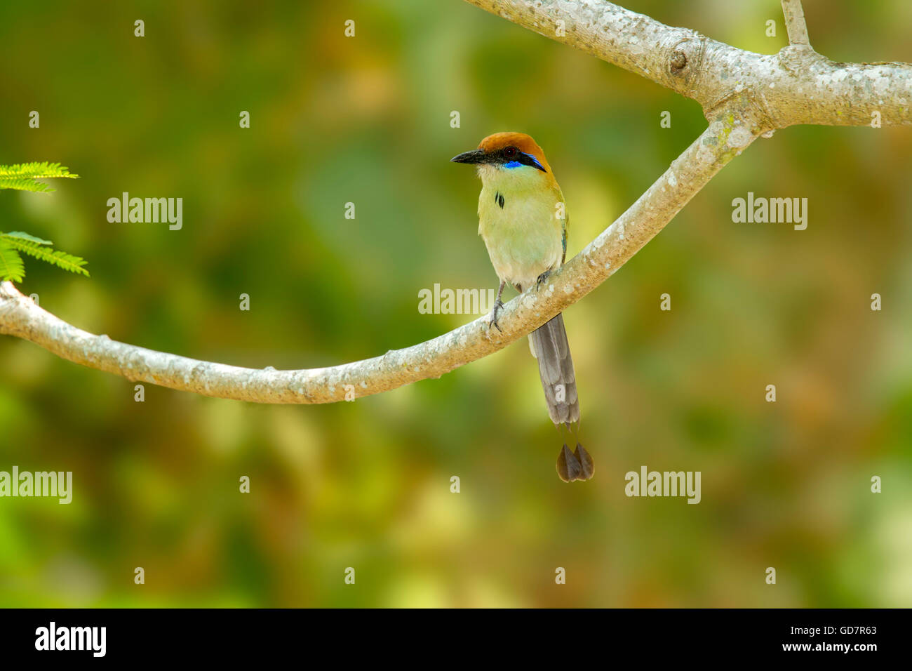 Russet-crowned Motmot Momotus mexicanus El Tuito, Jalisco, Mexico 12 ...