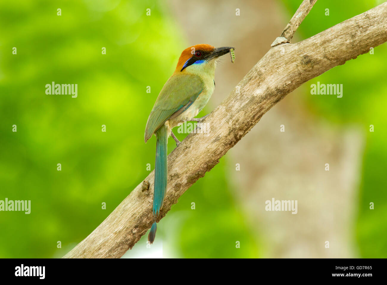 Russet-crowned Motmot Momotus mexicanus El Tuito, Jalisco, Mexico 12 ...