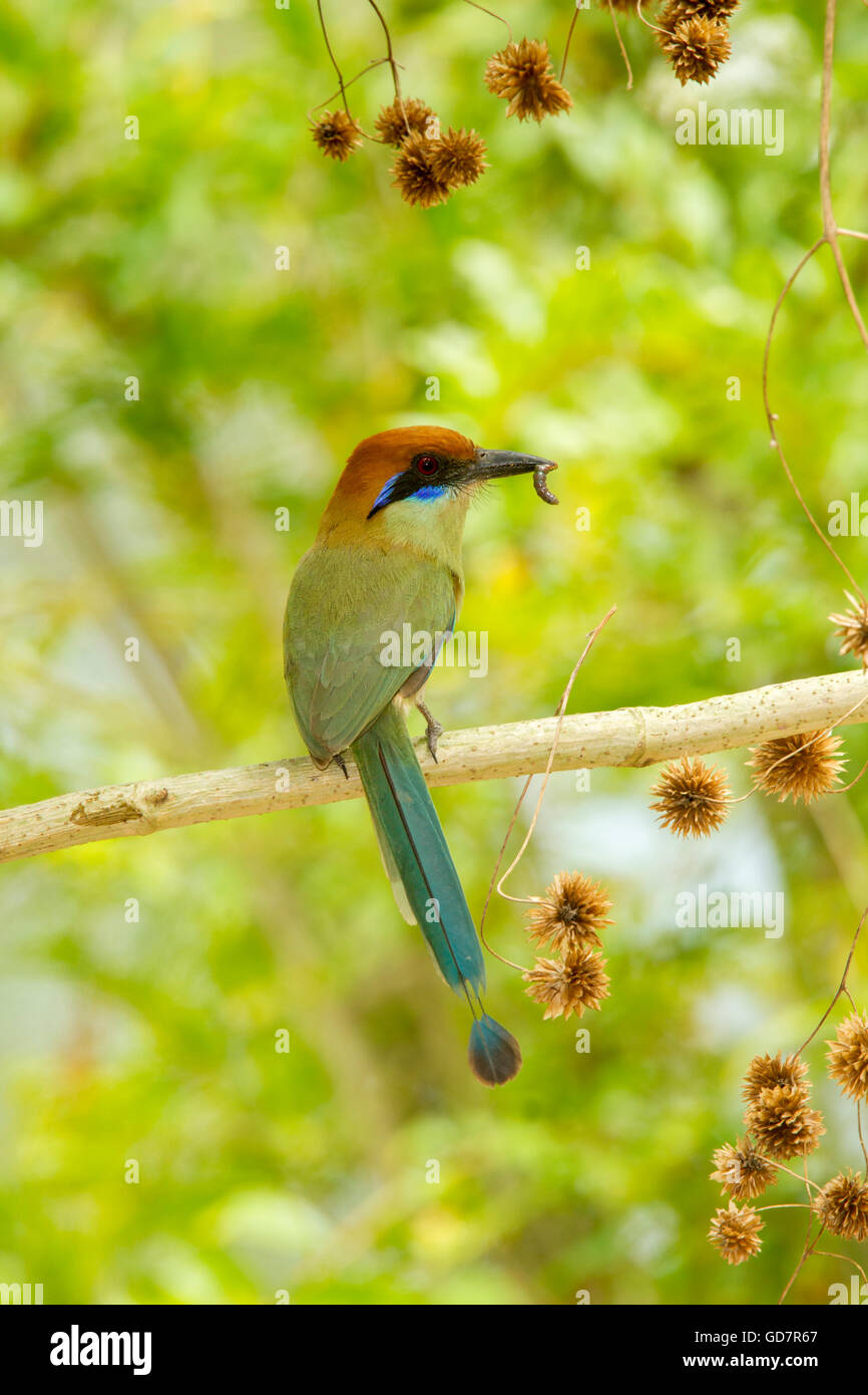 Russet-crowned Motmot Momotus mexicanus El Tuito, Jalisco, Mexico 12 ...