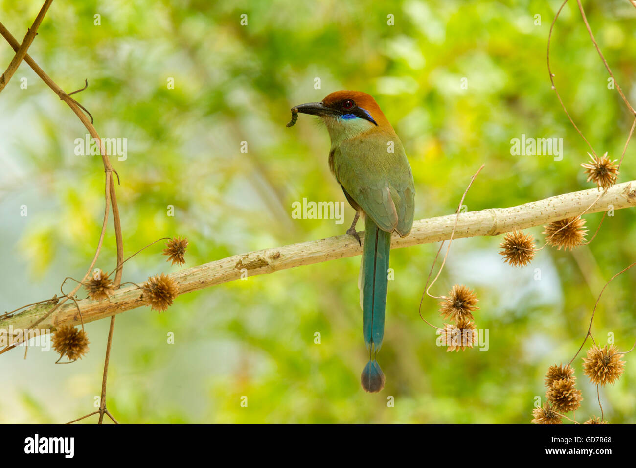 Russet-crowned Motmot Momotus mexicanus El Tuito, Jalisco, Mexico 12 ...